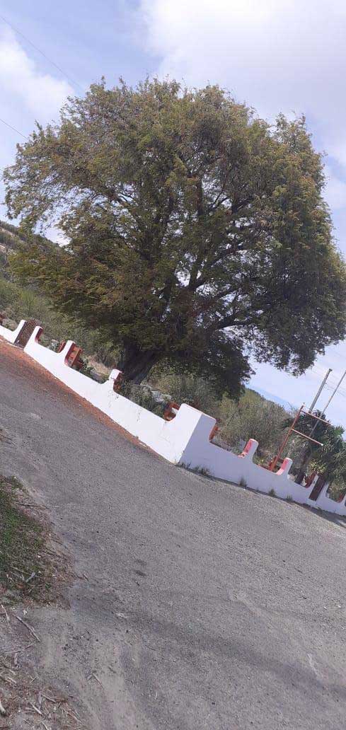 That Ole Tambran Tree – antiguasister.com